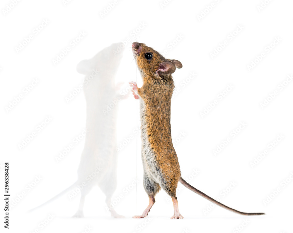 Eurasian mouse, Apodemus species, on hind legs in front of white Stock ...