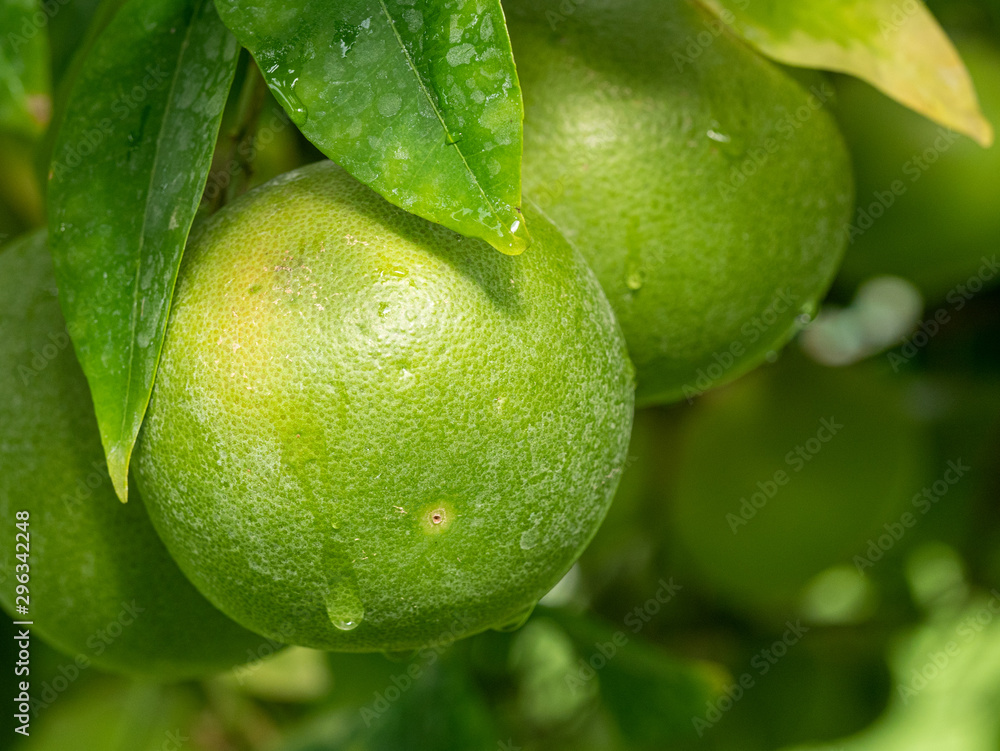 Grapefruit tree. Branch with fresh green fruits and leaves. Citrus ...