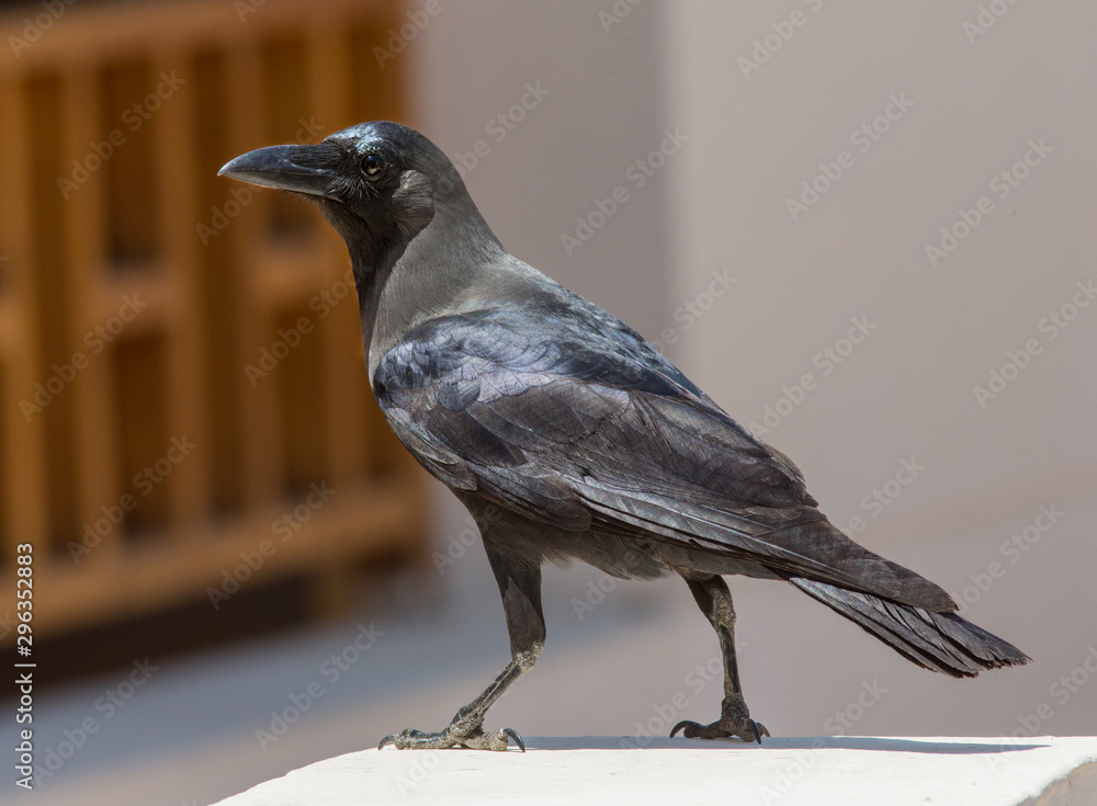 House Crow or Indian, Greynecked, Ceylon or Colombo Crow (Corvus ...