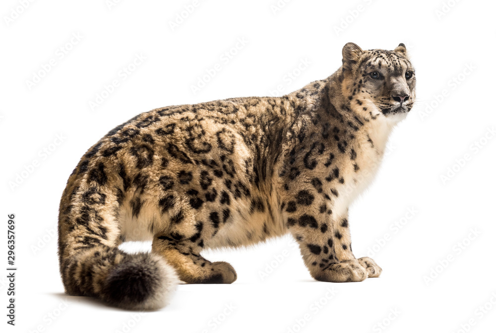 Snow leopard, Panthera uncia, also known as the ounce Stock-Foto ...