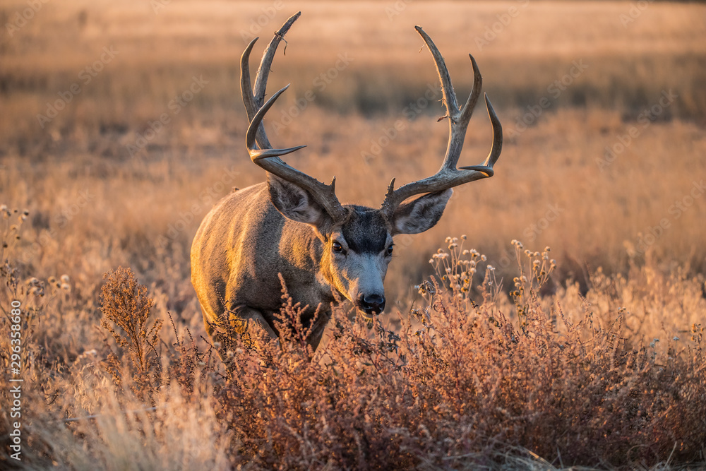 Mule Deer Wallpaper Hd