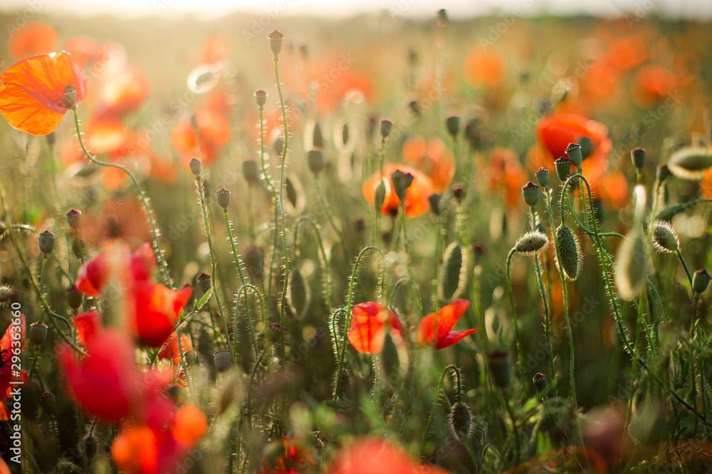 Poppy field close-up, blooming wild flowers in the setting sun. Red ...