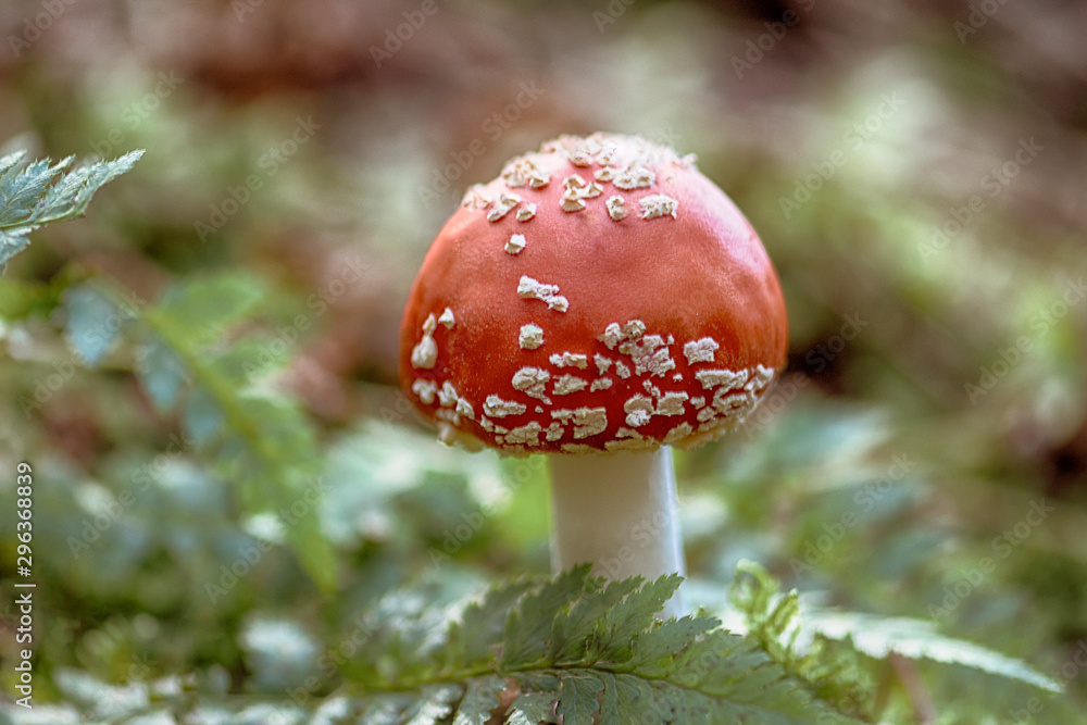 Kleiner Fliegenpilz ((Amanita muscaria) - Giftpilz Stock Photo | Adobe ...