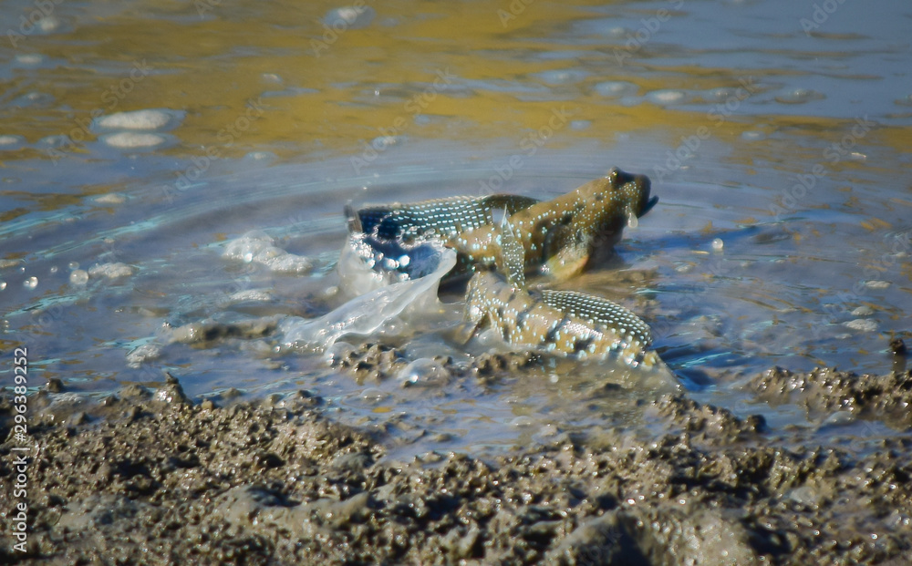 Mudskipper - Fighting of mudskipper or Amphibious fish in mangrove ...