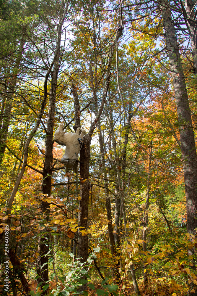 Hobby Horse in a Tree in the Fall How did the horse get up there? Did ...