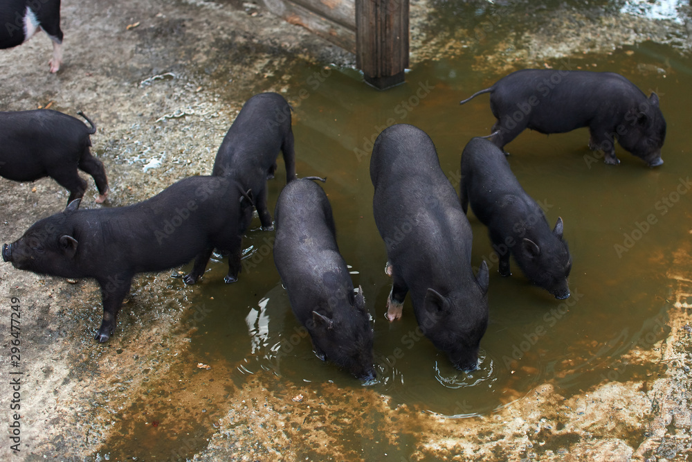 Fotografia do Stock: Cute little black pigs drink water from a puddle ...