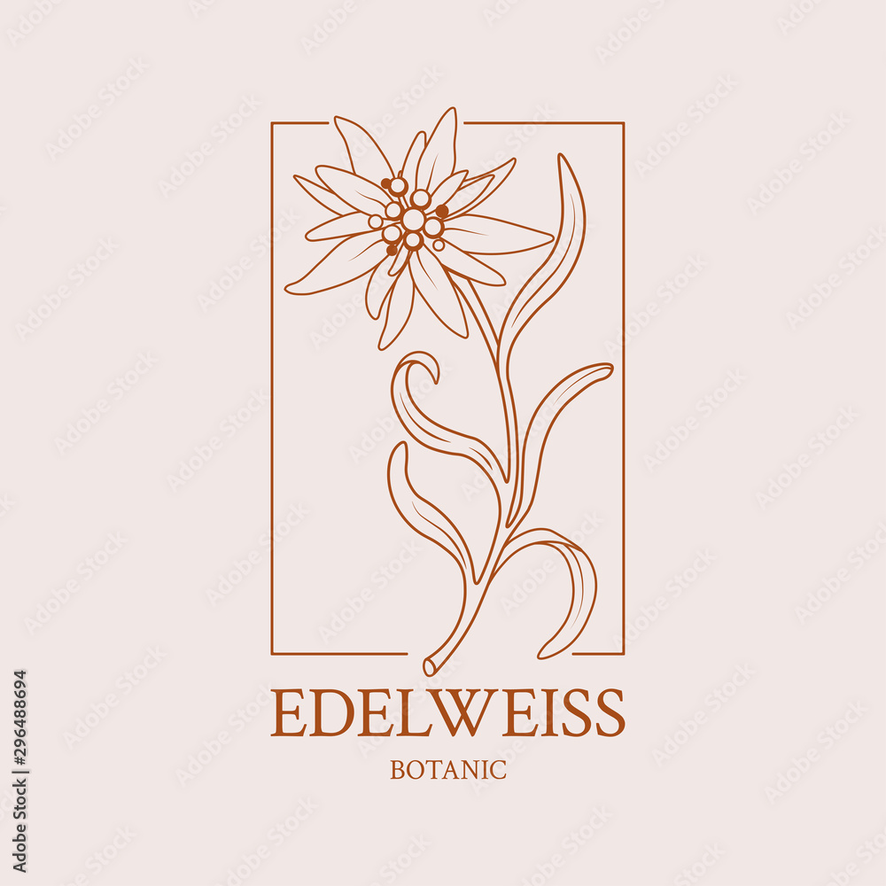 Flower design of the logo with a hand-drawn flower of Edelweiss Stock ...
