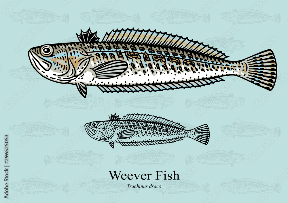 Vetor de Weever fish. Vector illustration with refined details and ...