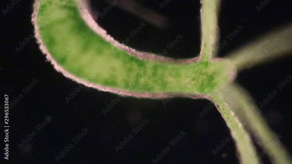 Hydra is a genus of small, fresh-water animals of the phylum Cnidaria ...