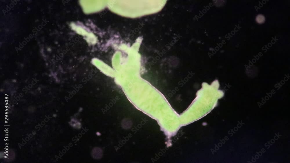 Hydra is a genus of small, fresh-water animals of the phylum Cnidaria ...