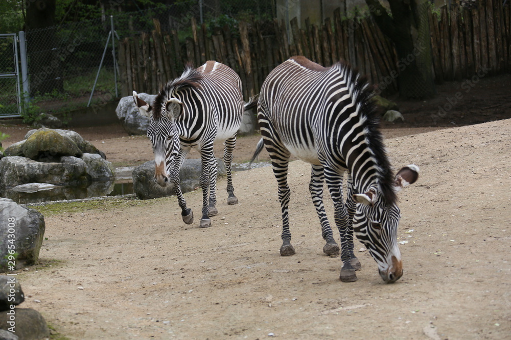 animales varios Stock Photo | Adobe Stock