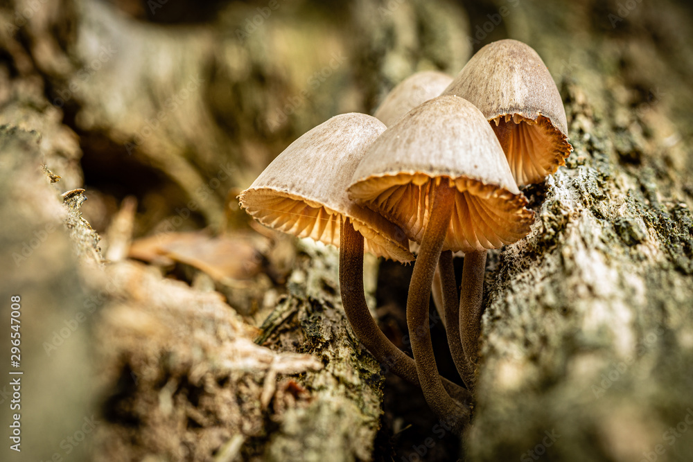 Pilz Stock Photo | Adobe Stock