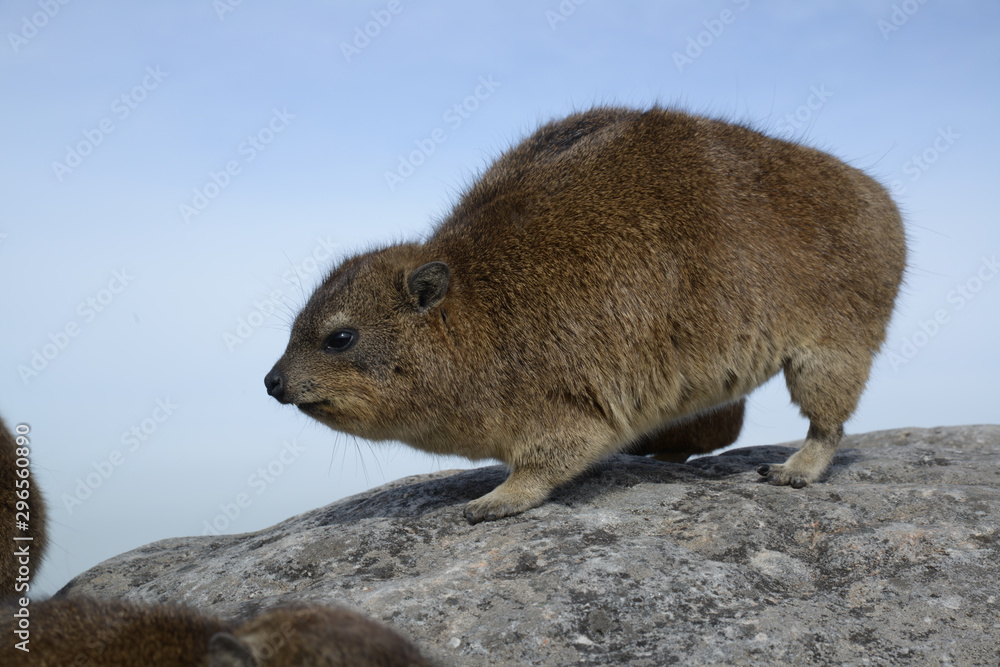 Dassie, Dasi, South African Animal Dassie, Rock Hyrax, Cape Hyrax, cape ...