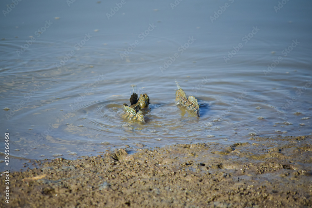 Beautiful action of Mudskipper fish in mangrove forest. Amphibious fish ...
