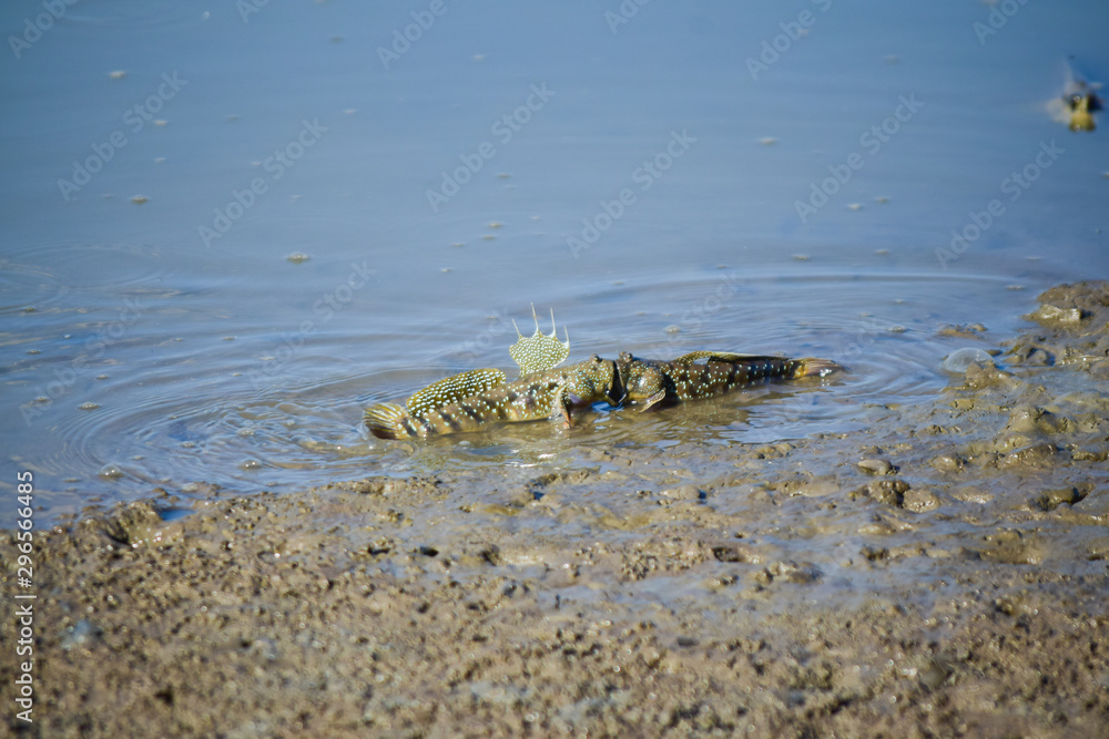Beautiful action of Mudskipper fish in mangrove forest. Amphibious fish ...