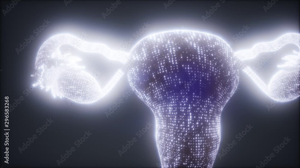 Female Reproductive System Anatomy animation Stock Video | Adobe Stock