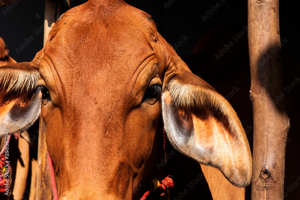 Front of a cow red (Brahman)in a corral. Stock Photo | Adobe Stock