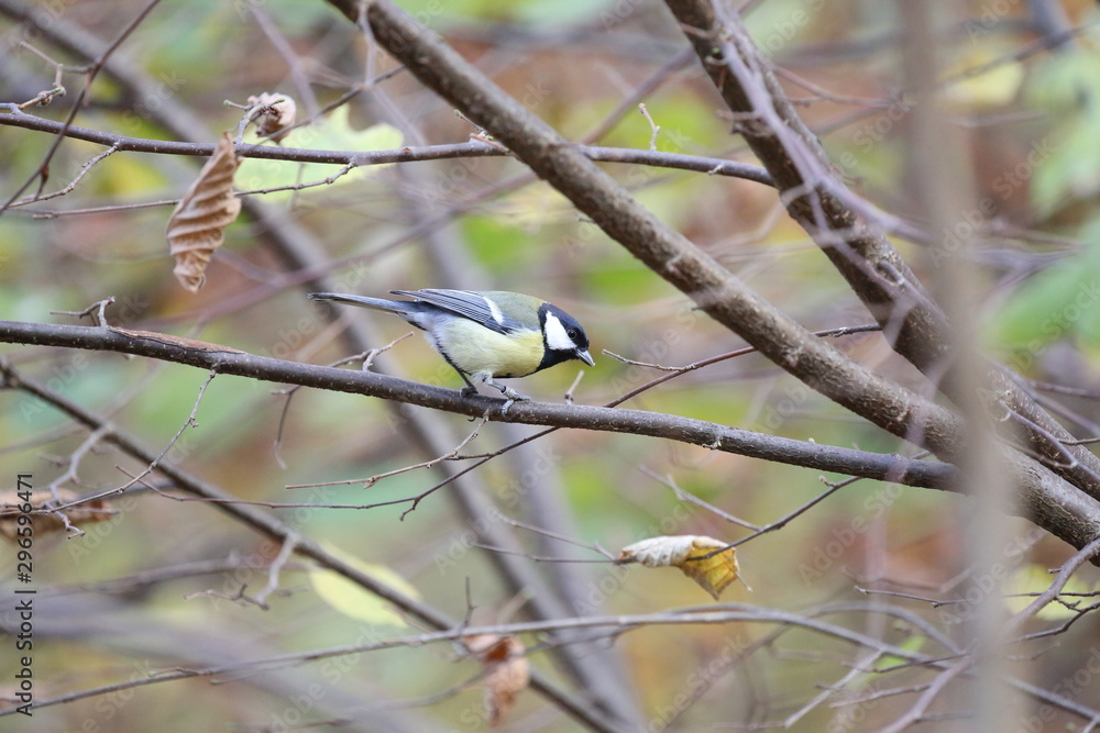 aves varias Stock Photo | Adobe Stock
