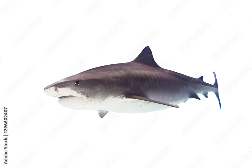 Tiger Shark Isolated on White Background Stock Photo | Adobe Stock