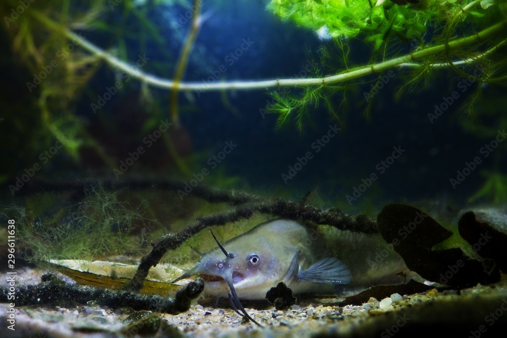 dangerous and aggressive predator Channel catfish, Ictalurus punctatus ...