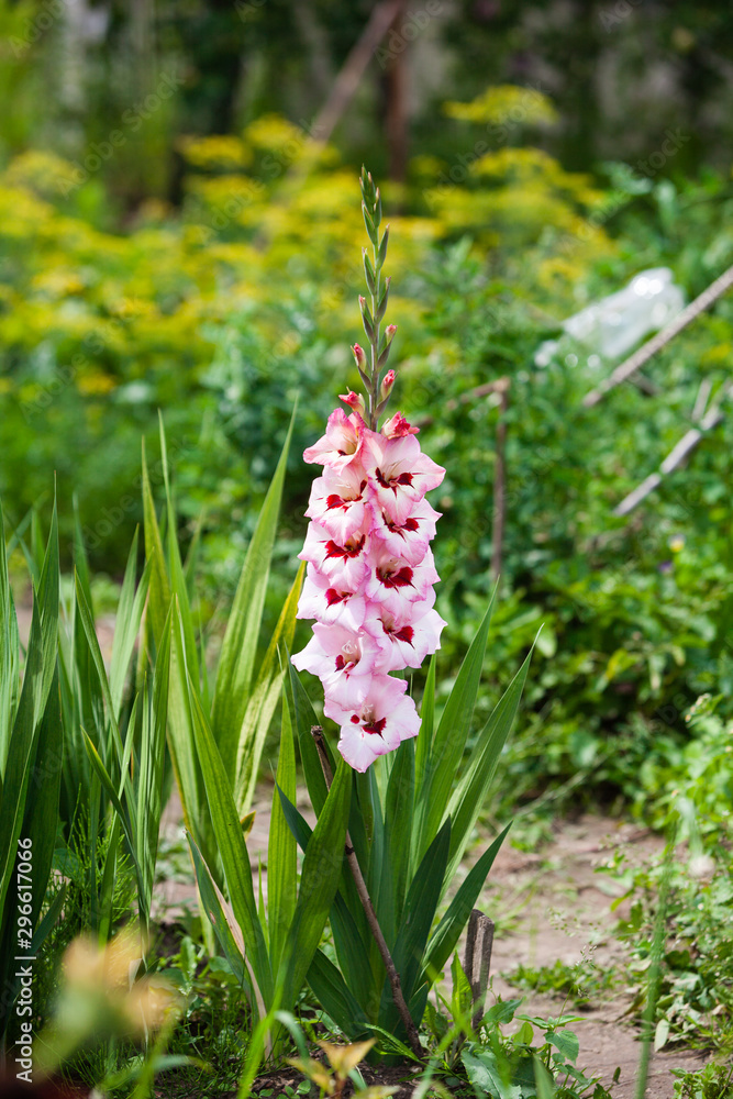 pink flower in garden gladiolus on green background, The genus ...