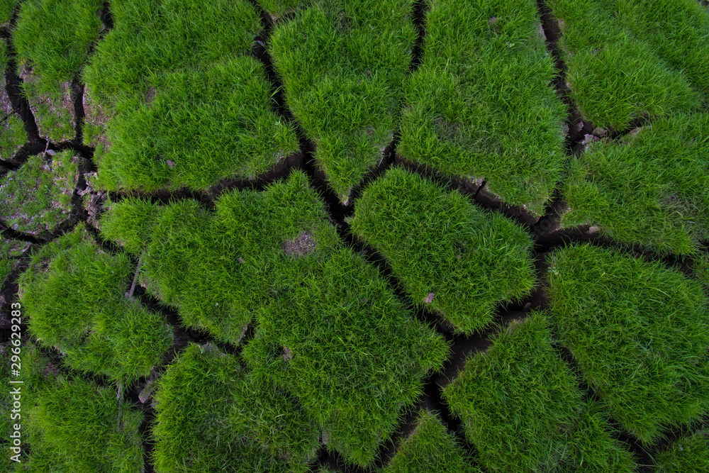 Green grass grow on cracked soil background texture. Element of design ...
