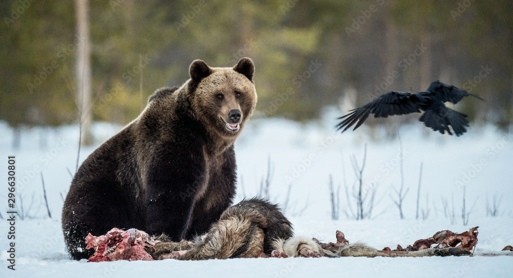 Brown bear awoke from hibernation, eats the moose's corpse. A brown ...
