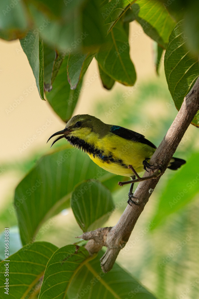 Olive-backed sunbird or yellow-bellied sunbird or Cinnyris jugularis ...