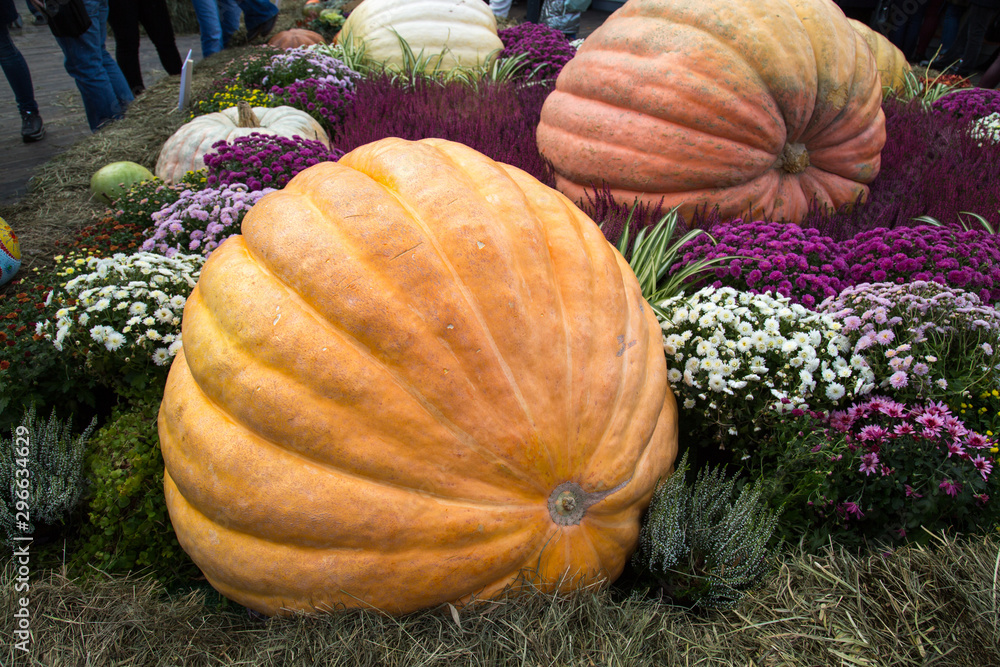 Pumpkin of huge size varieties Atlantic giant on the background of ...
