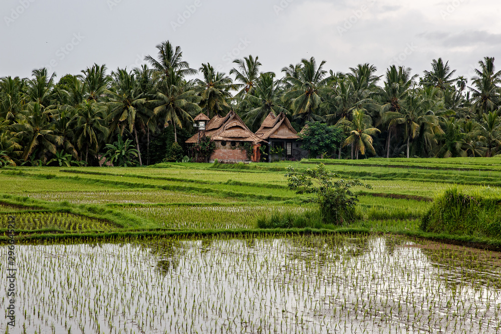 Asian farm. House with rice fields and palm jungle on background. Stock ...
