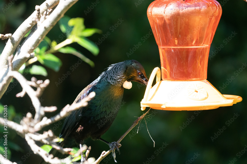 A Tui bird drinks sugar water in a garden in New Zealand Stock Photo ...