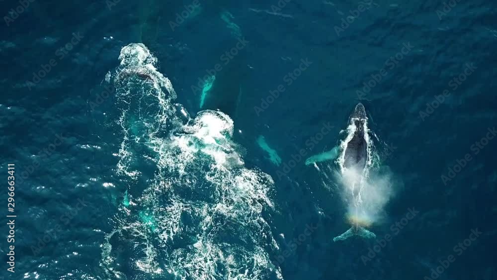 Aerial view of a Pod of humpback whales in blue ocean. Marine Animals ...