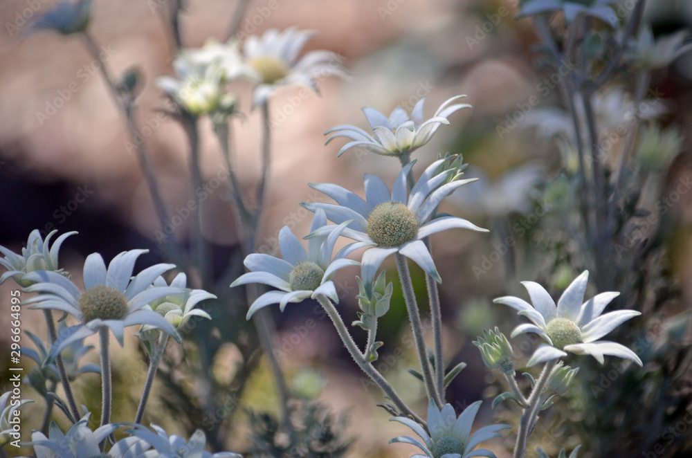 Australian native Flannel Flowers, Actinotus helianthi, family Apiaceae ...