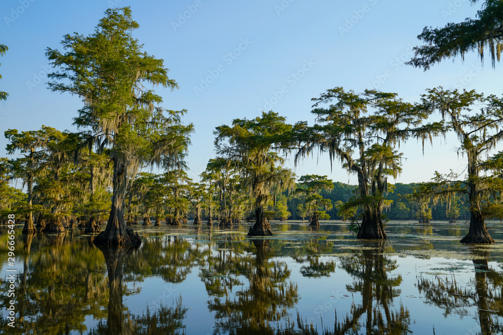 Bald cypress trees with reflection at Caddo Lake near Uncertain, Texas ...