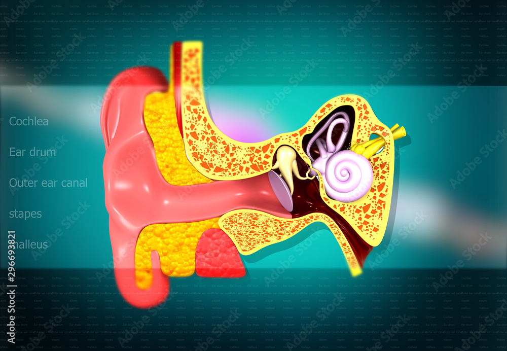 Ear anatomy.Inner Ear Cross-section. 3d illustration. Stock ...