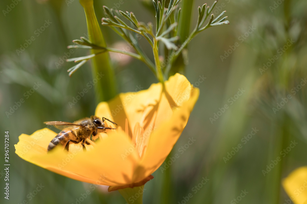 Honey bees forage for nectar and pollen exclusively, and as they forage ...