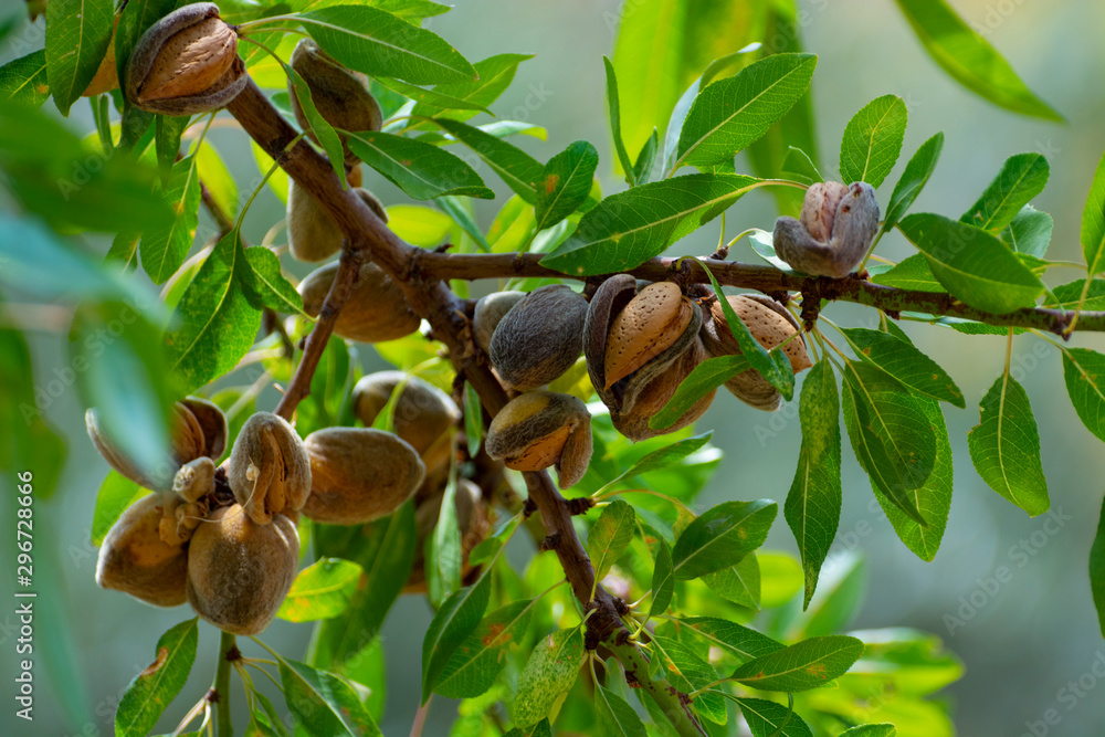 Ripe almond nuts on tree ready for harvest Stock Photo | Adobe Stock