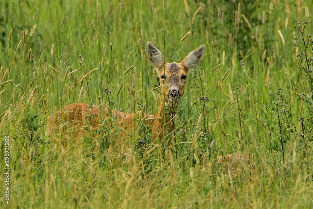 animals and wildlife Stock Photo | Adobe Stock