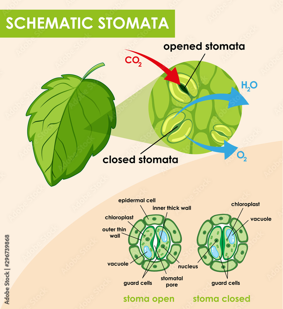 Diagram showing schematic stomata Stock Vector | Adobe Stock Diagram showing schematic stomata Stock Vector | Adobe Stock