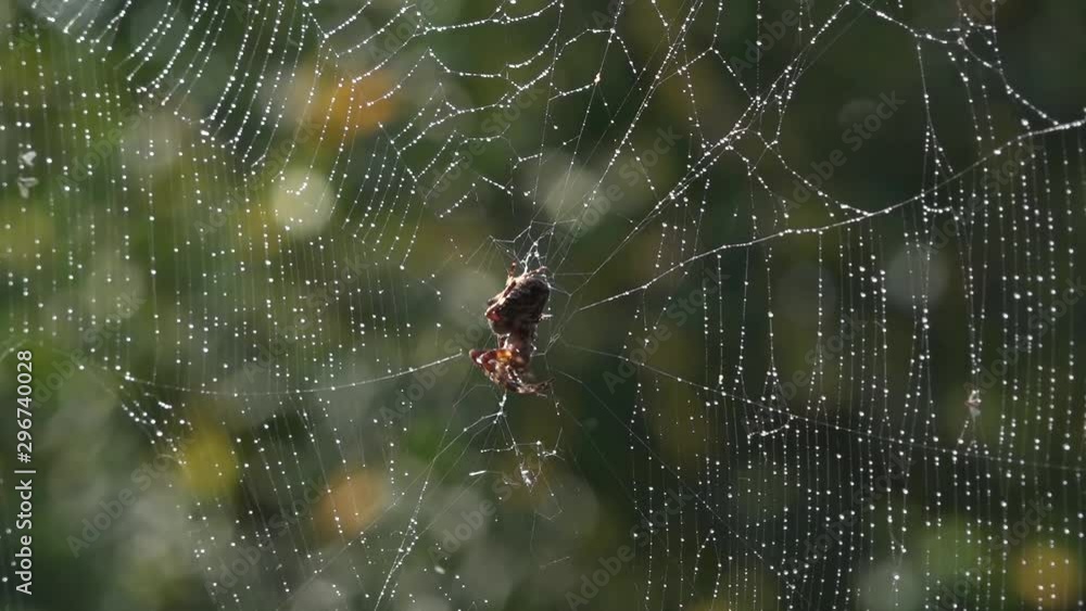 Morning dew, silence, peace, bliss.The spider set an ambush.Spider web ...