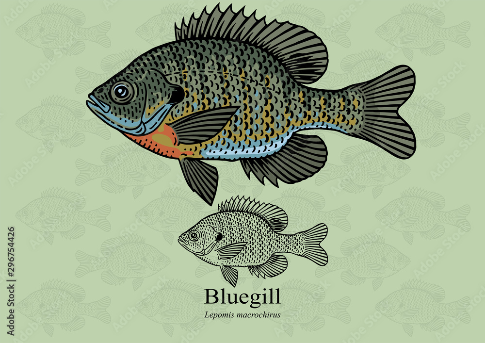 Bluegill, Sun fish. Vector illustration with refined details and ...