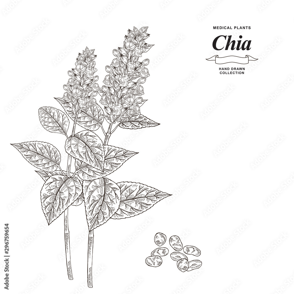 Chia plant hand drawn. Chia flowers and seeds isolated on white ...