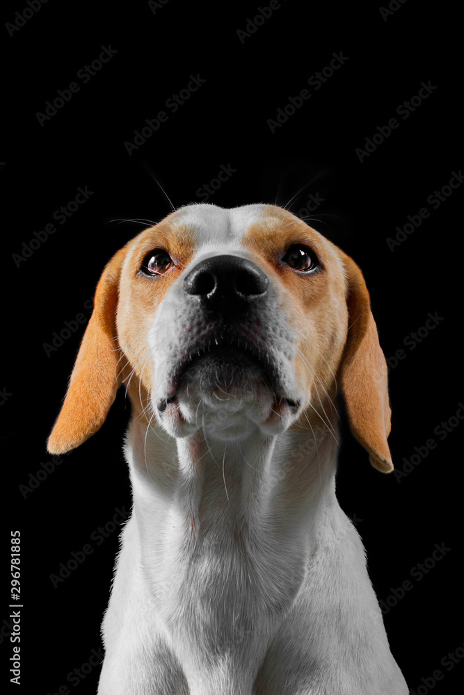 Beagle tierno Stock Photo | Adobe Stock