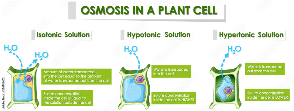 Poster Diagram showing osmosis in plant cell – Wall Art | UkPosters
