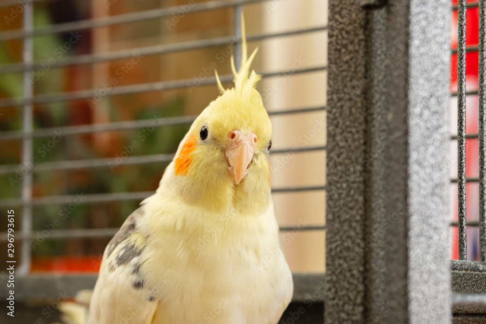 Detailed, shallow focus of an adult, mail Cockatiel seen in his opened ...