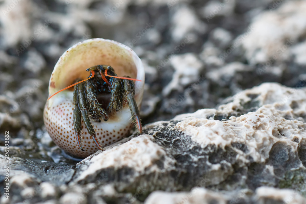 A small hermit crab looks out of the shell. You can see its claws, eyes ...