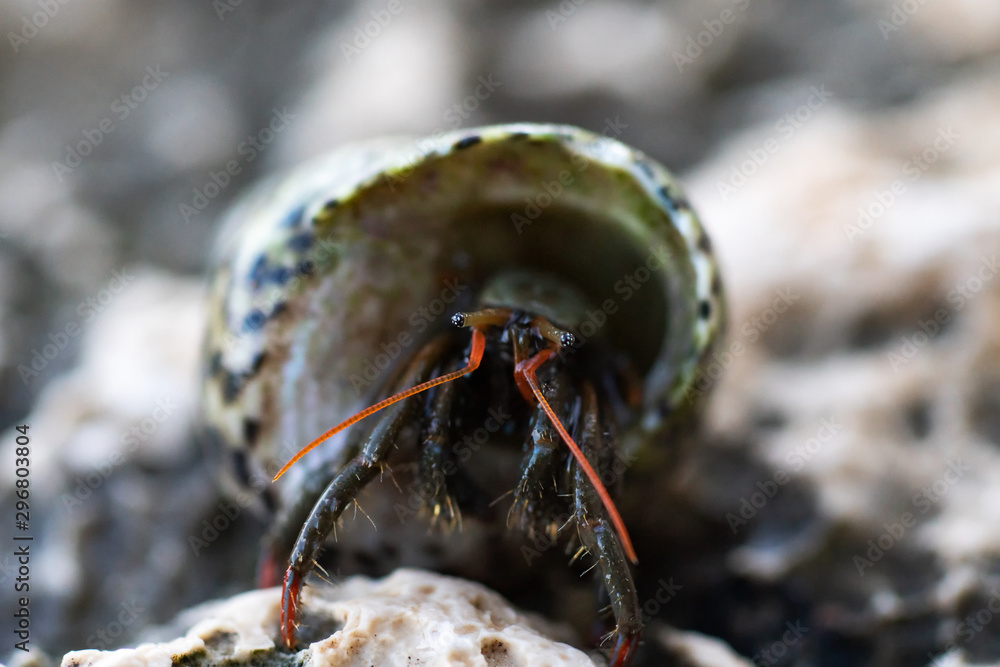 A small hermit crab looks out of the shell. You can see the eyes on the ...