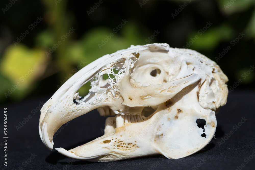 Skull of a hare on a black background. Rodent - (Lepus timidus). The ...