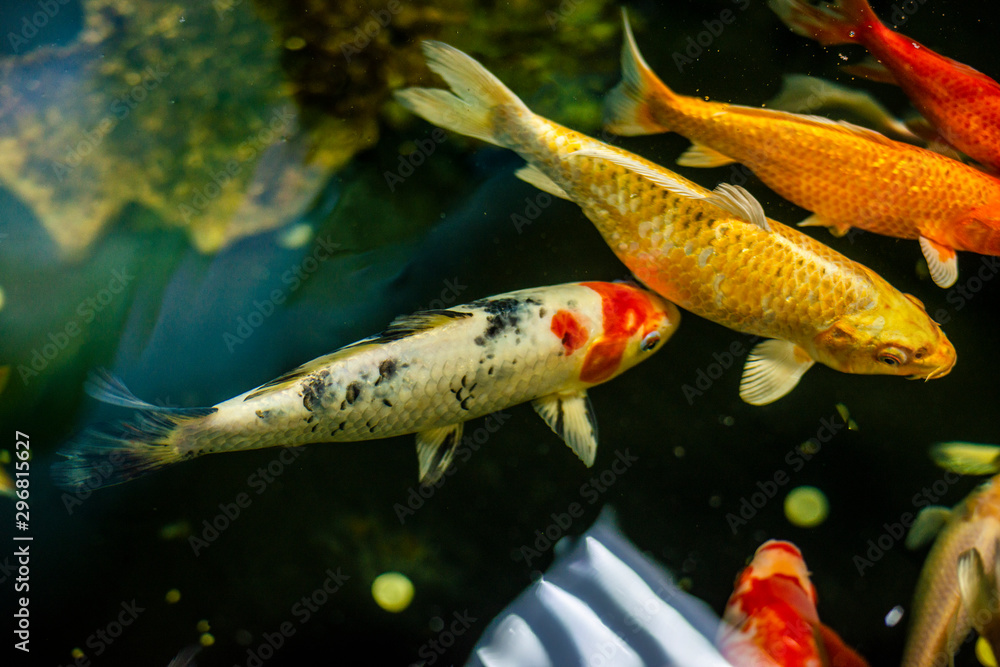 Colourful charming Koi Carp Fishes moving in pond with shadow and light ...