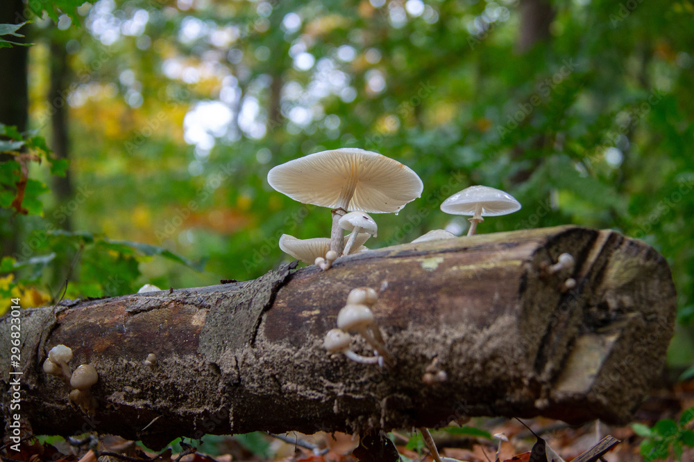 Porcelain Mushroom slimy wood-rot fungus and is strongly tied to ...